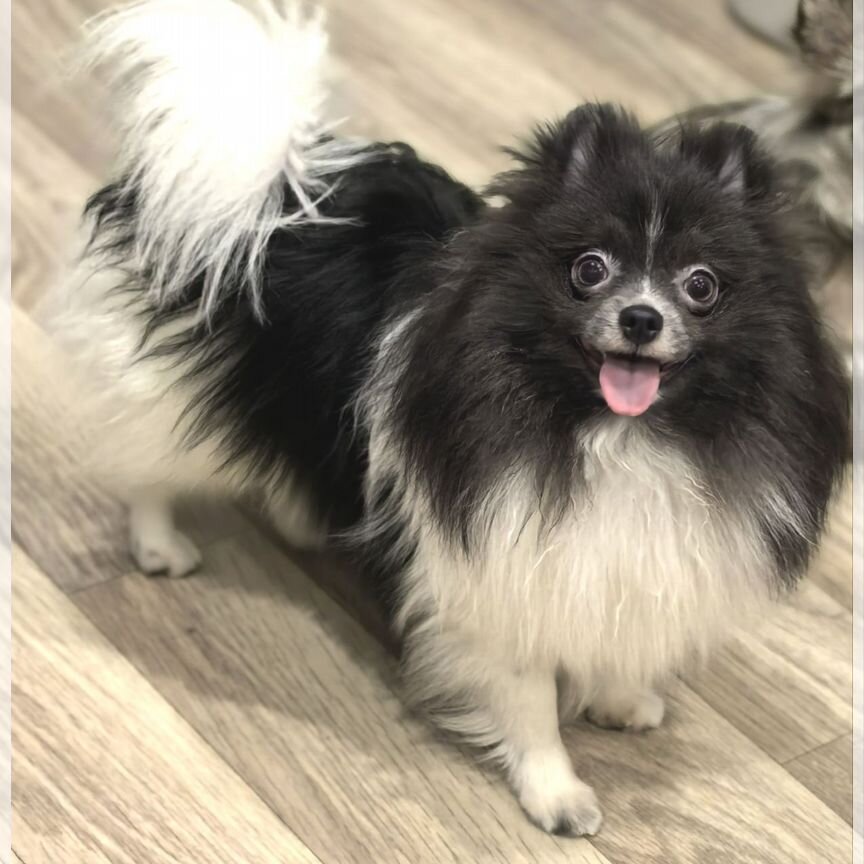 Померанский шпиц, взрослая собака