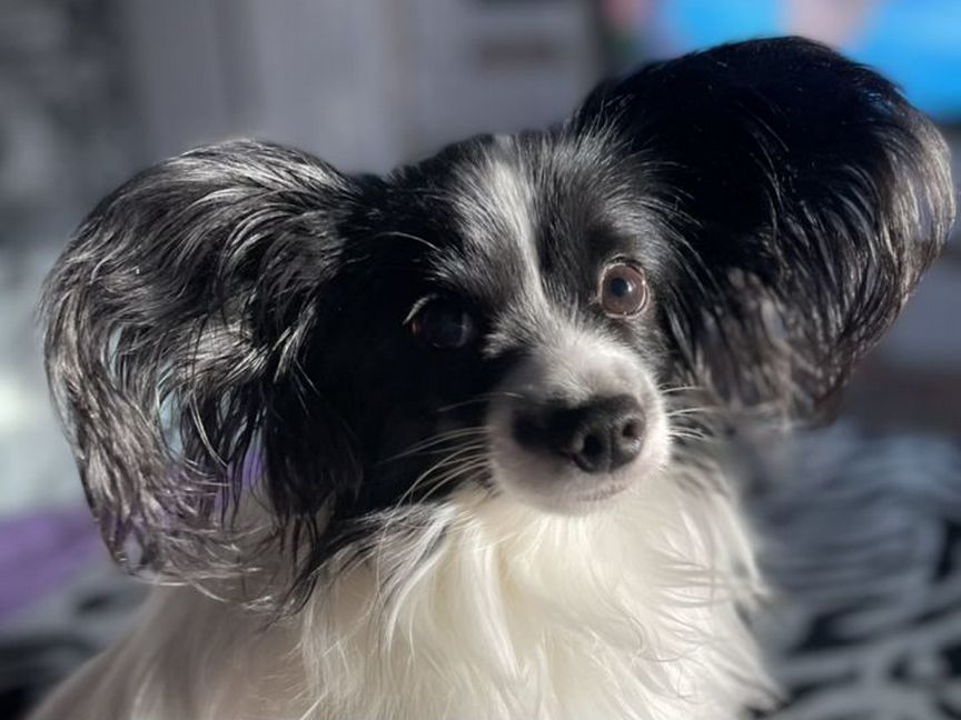 Вязка папийон(континентальный той-спаниель)