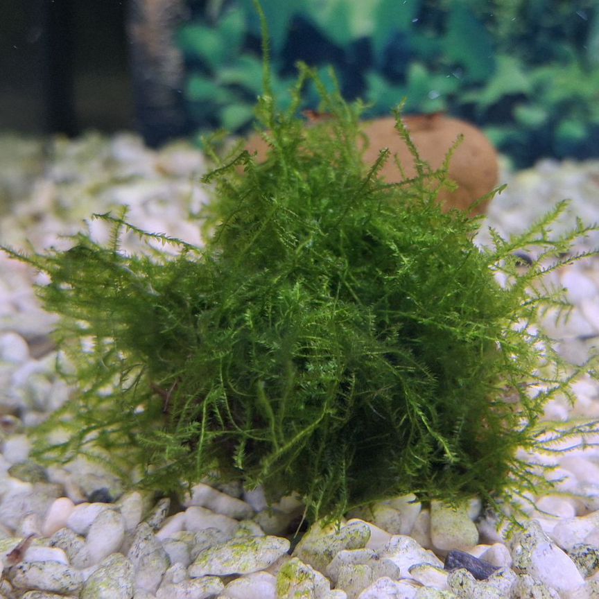 Мох на лаве и креветки, фильтр