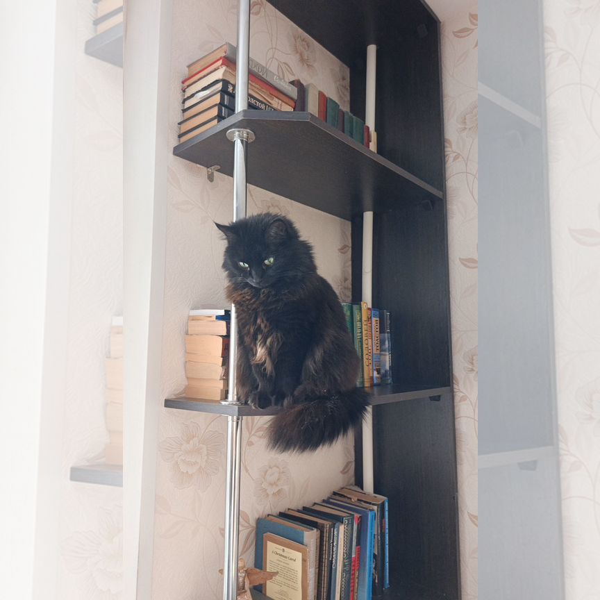 Манчкин, взрослая кошка