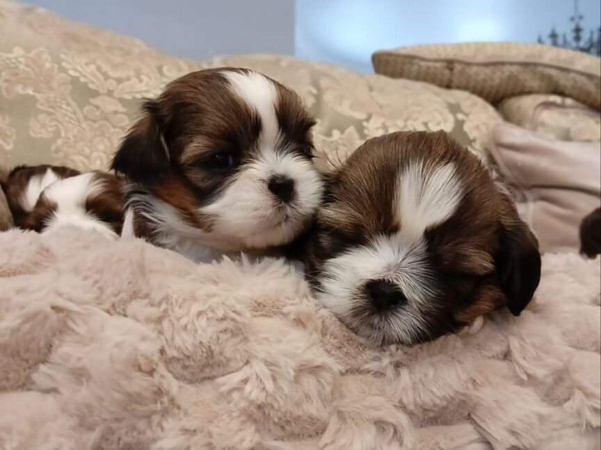 Щенки ши-тцу