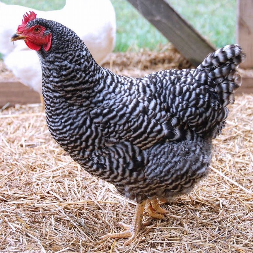 Куры несушки домашние