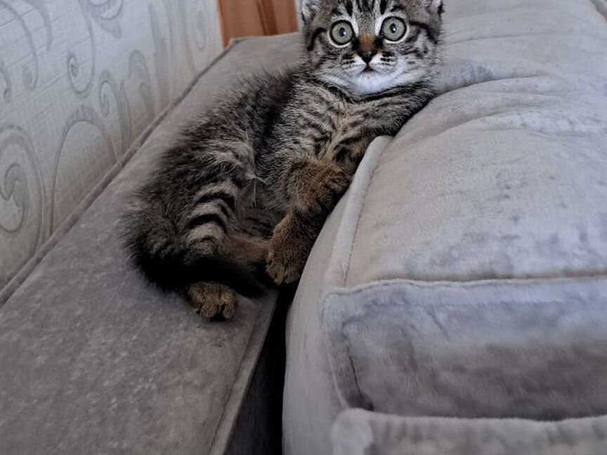 Отдам котенка