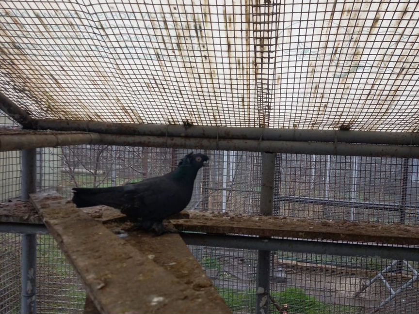 Голуби узбекские