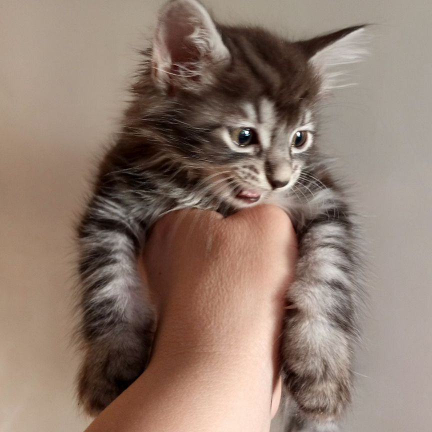 Курильский бобтейл котята