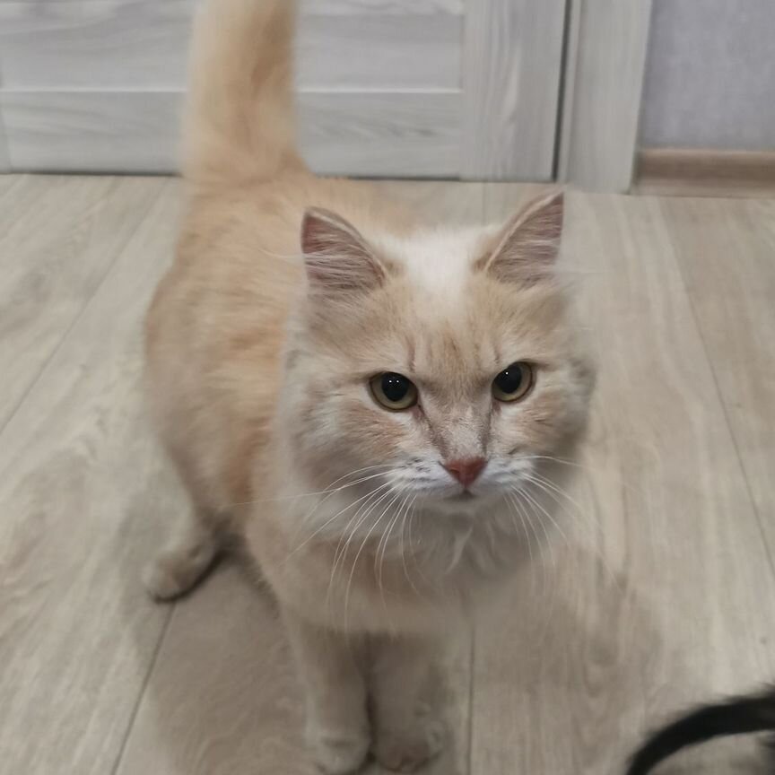 Взрослая кошка в добрые руки