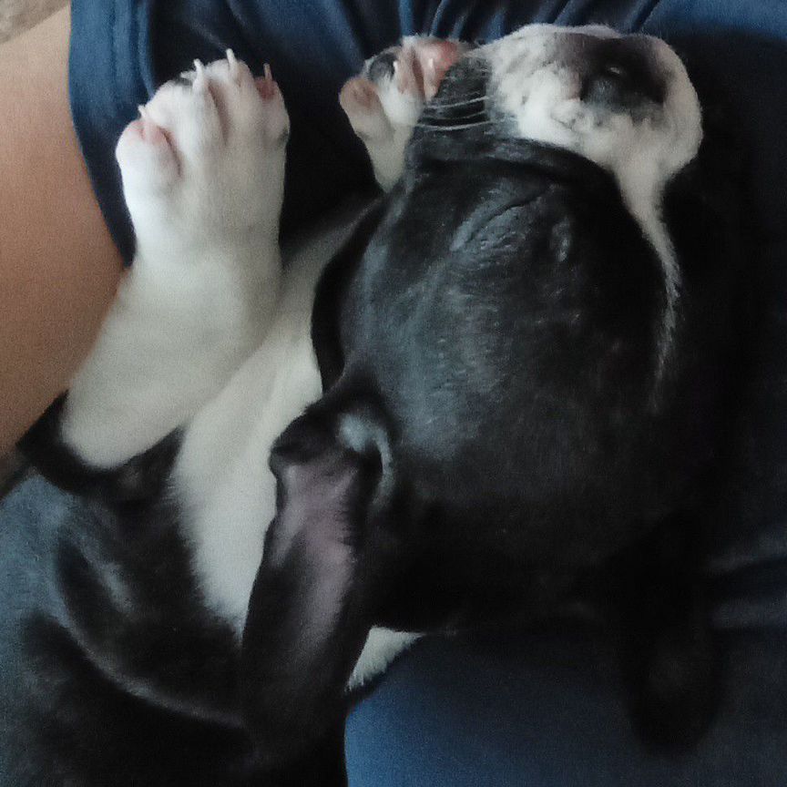 Французский бульдог, щенок