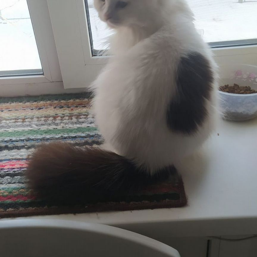 Закон о ликвидации бездомных животных