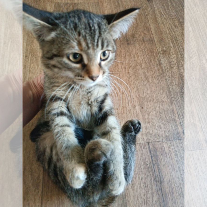 Котенок в дар бесплатно