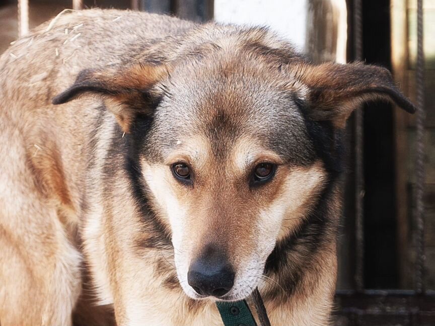 Собака в добрые руки