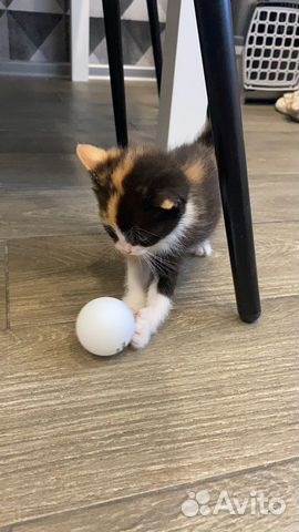 Котенок трехцветный девочка