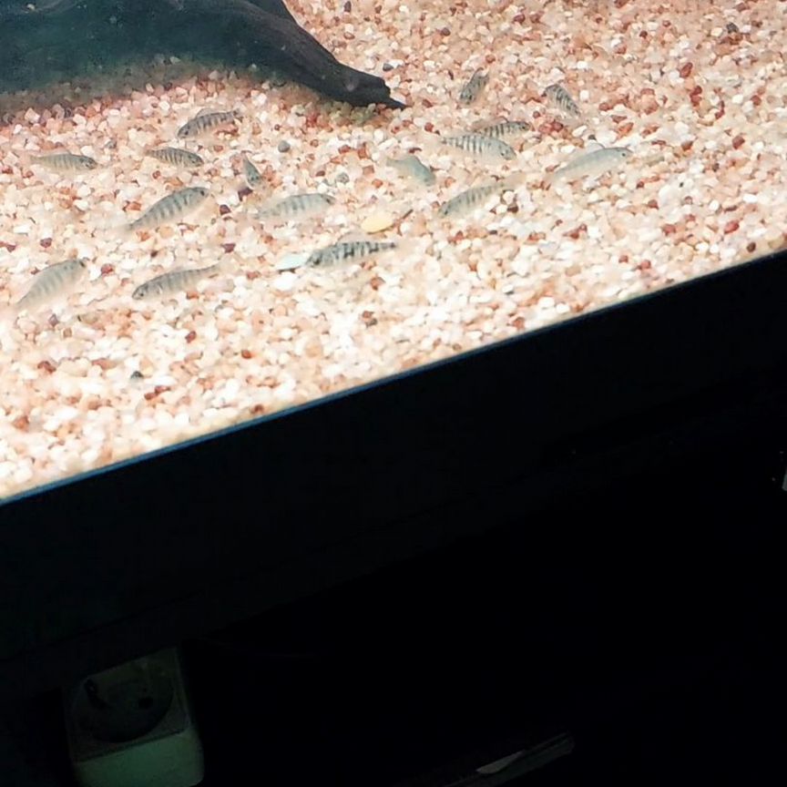 Малек дельфина