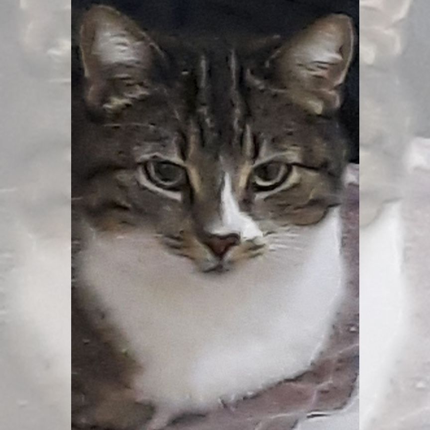 Кира ищет дом