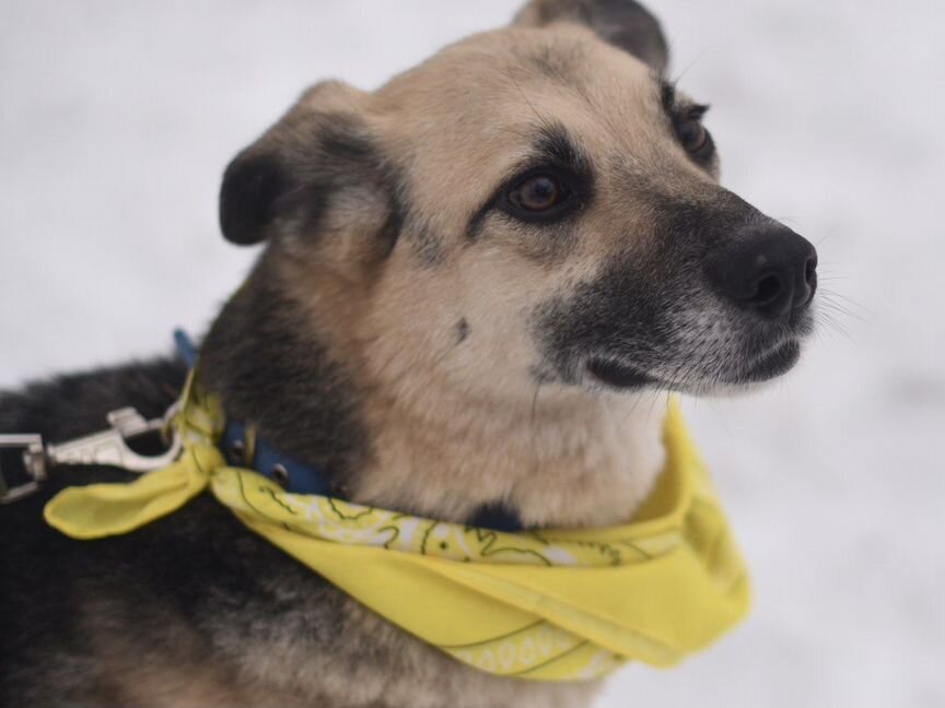 Бездомный Мухтар