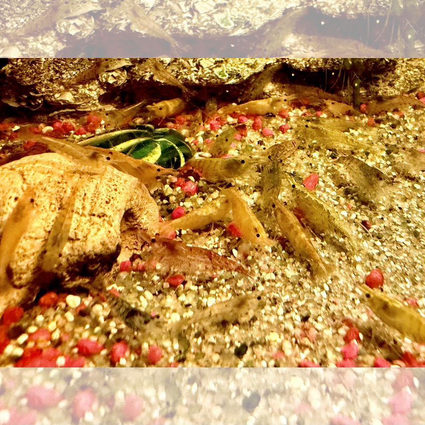 Аквариумные креветки