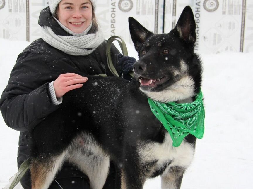 Гектор классный пёс в добрые руки