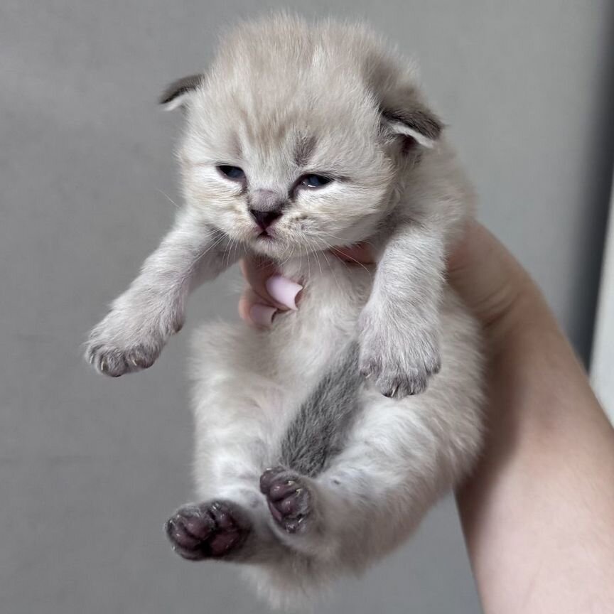 Шотландский вислоухий короткошёрстный котёнок