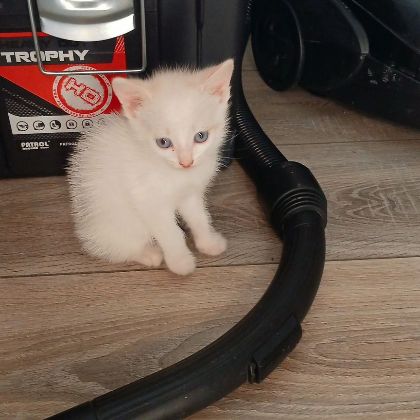 Котята