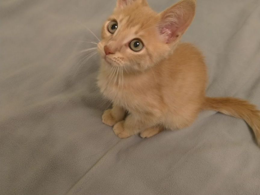 Котенок мейн-кун