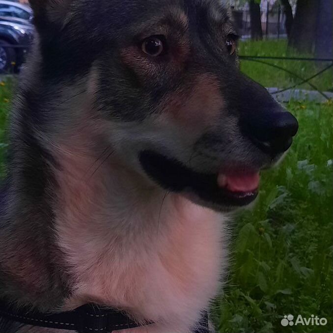 Отдаю двух собак в добые руки