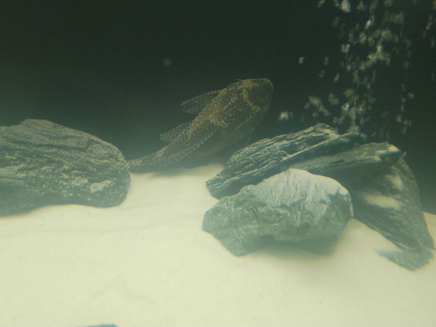 Птерегоплихт