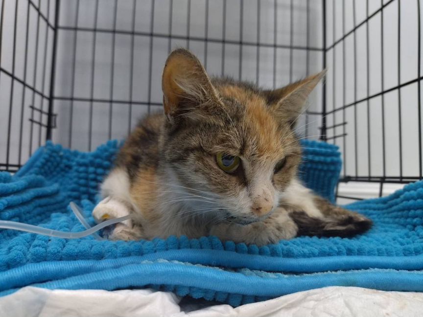 Избитая кошечка Тихоня