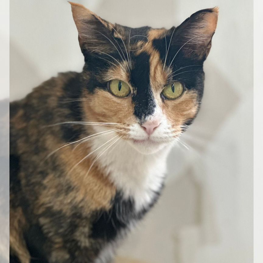 Взрослая, кошка в добрые руки