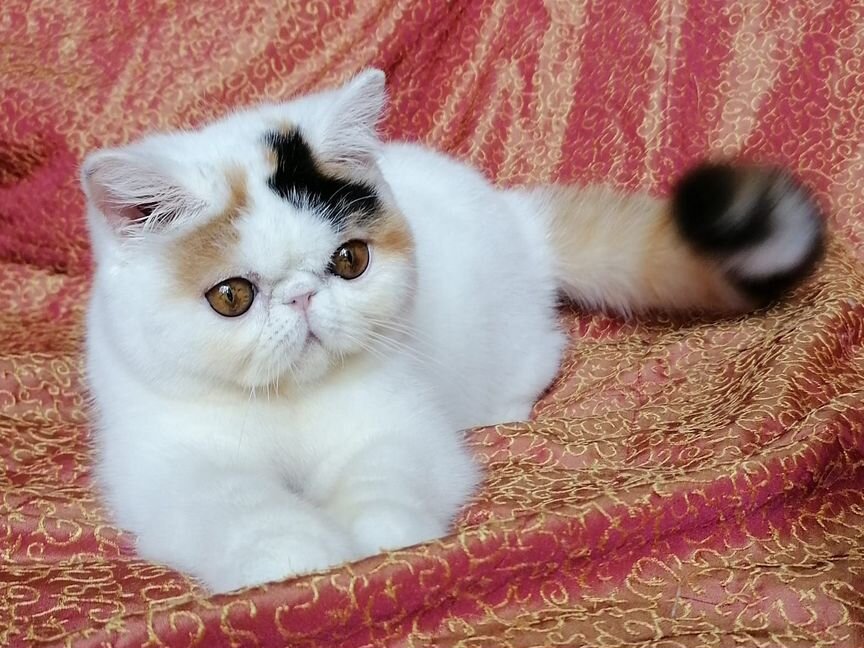 Экзотическая кошка