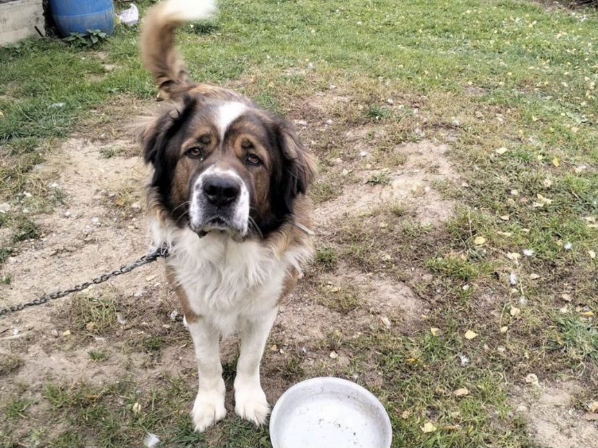 Московская сторожевая в добрые руки бесплатно