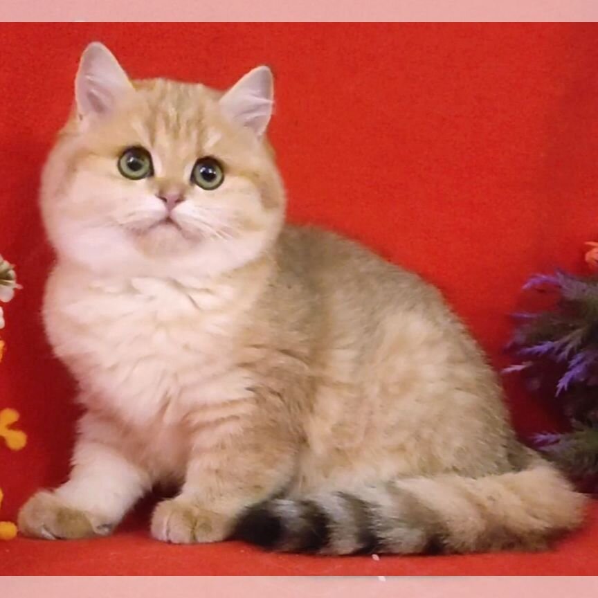 Британский котенок - супер девочка