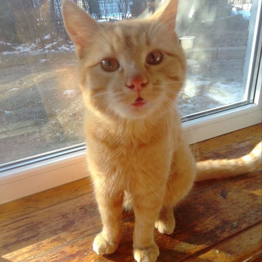 Котик в добрые руки
