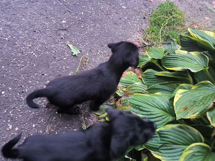 Собаки щенки цвергшнауцера