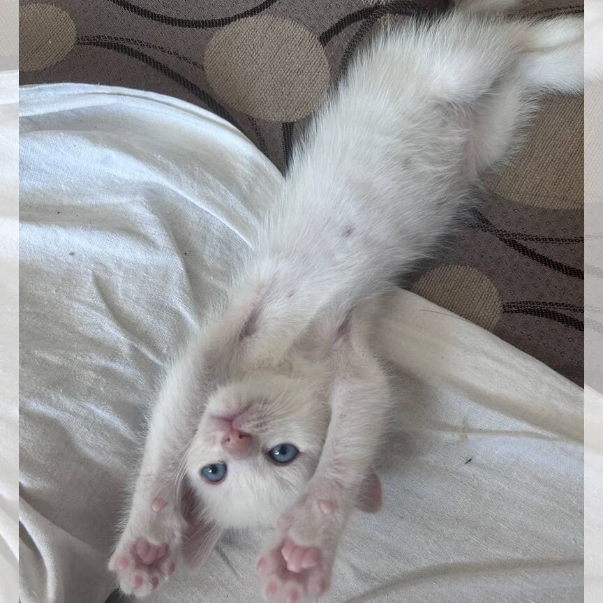 Отдаю котенка