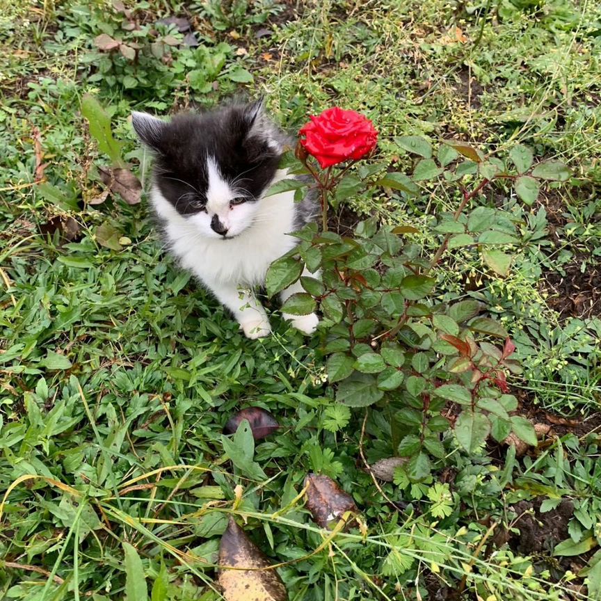 Котята в добрые руки бесплатно