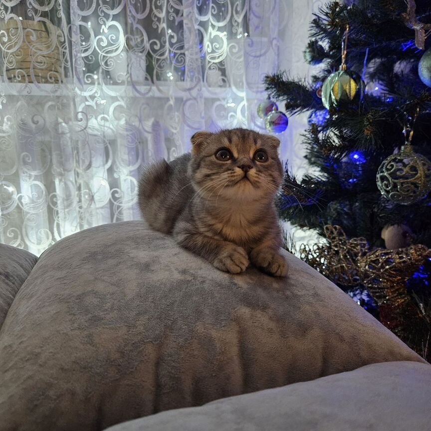 Шотландская вислоухая