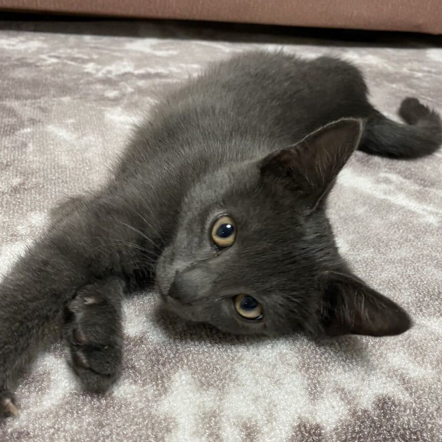 Котенок в добрые руки