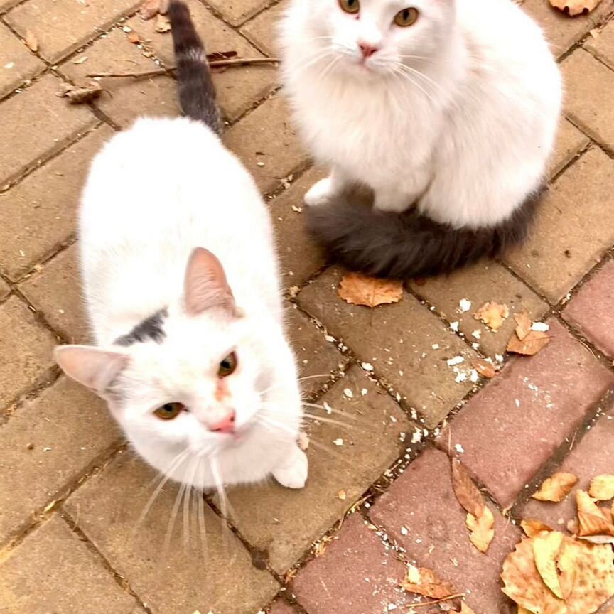 Выгнали Кошечек на улицу