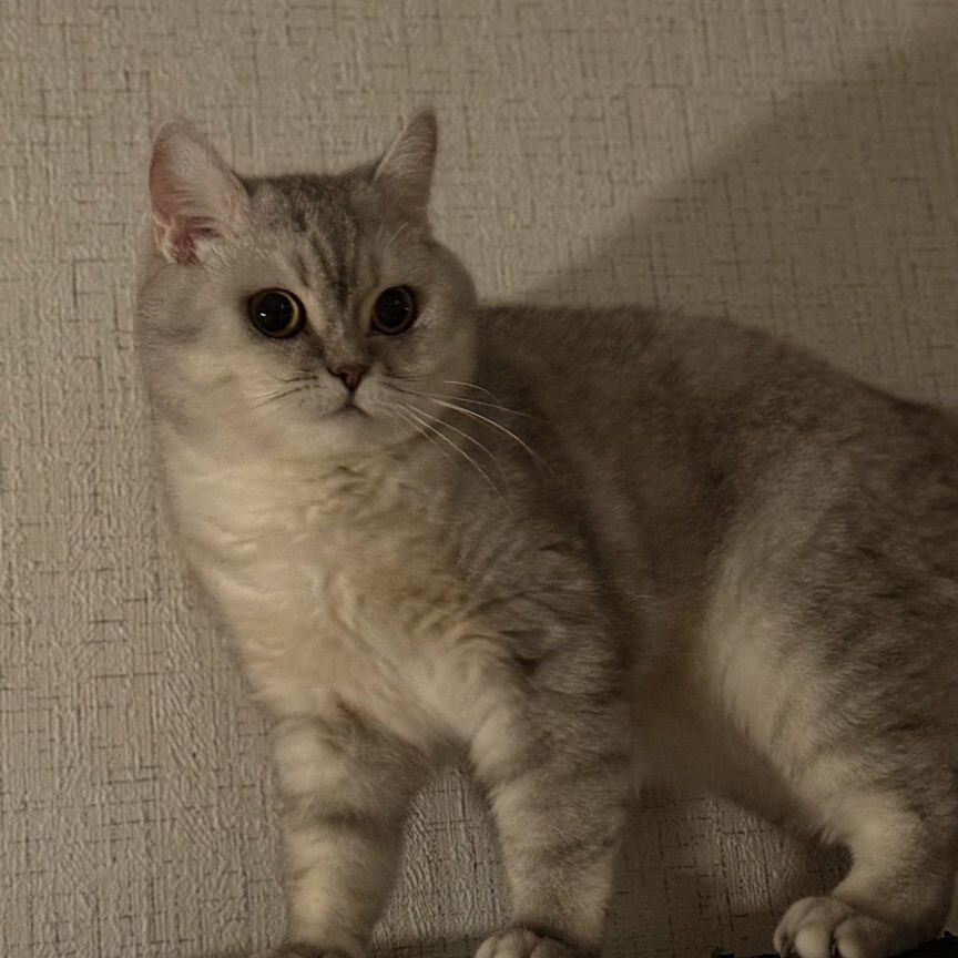 Взрослый кот в добрые руки