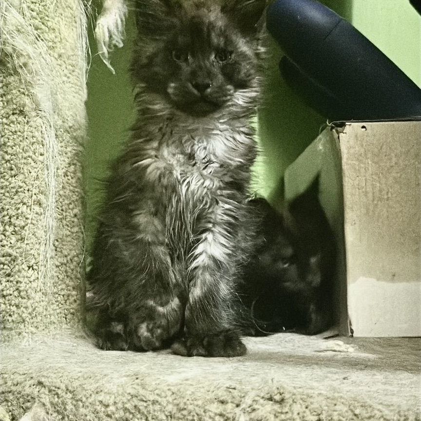 Котята мейкун
