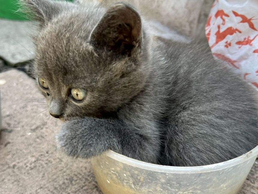 Котята в добрые руки