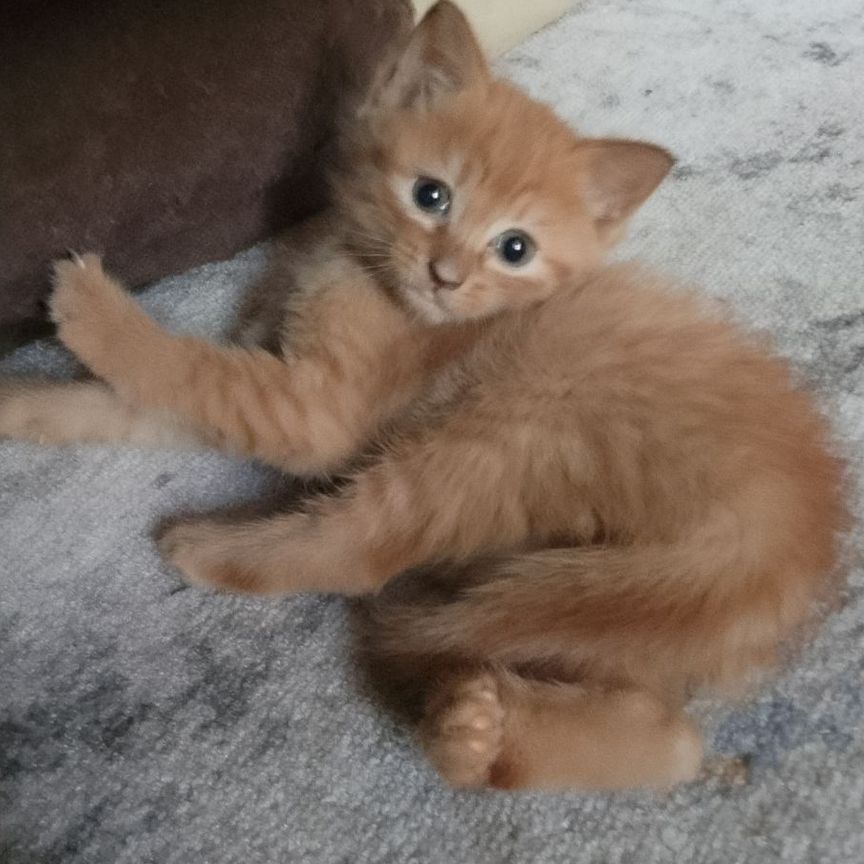 Котёнок в добрые руки