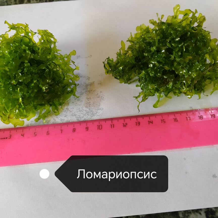 Аквариумные растения