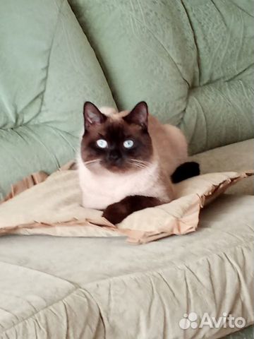 Котик сиамского окраса