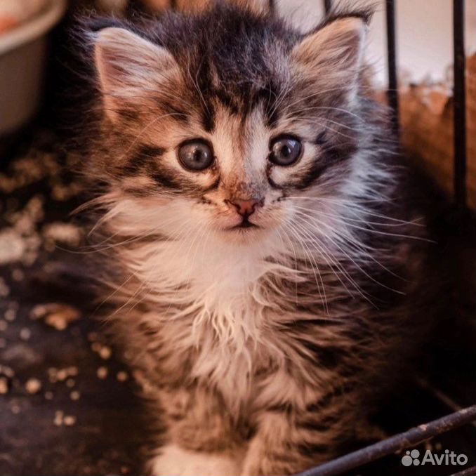 Сладкий котенок)
