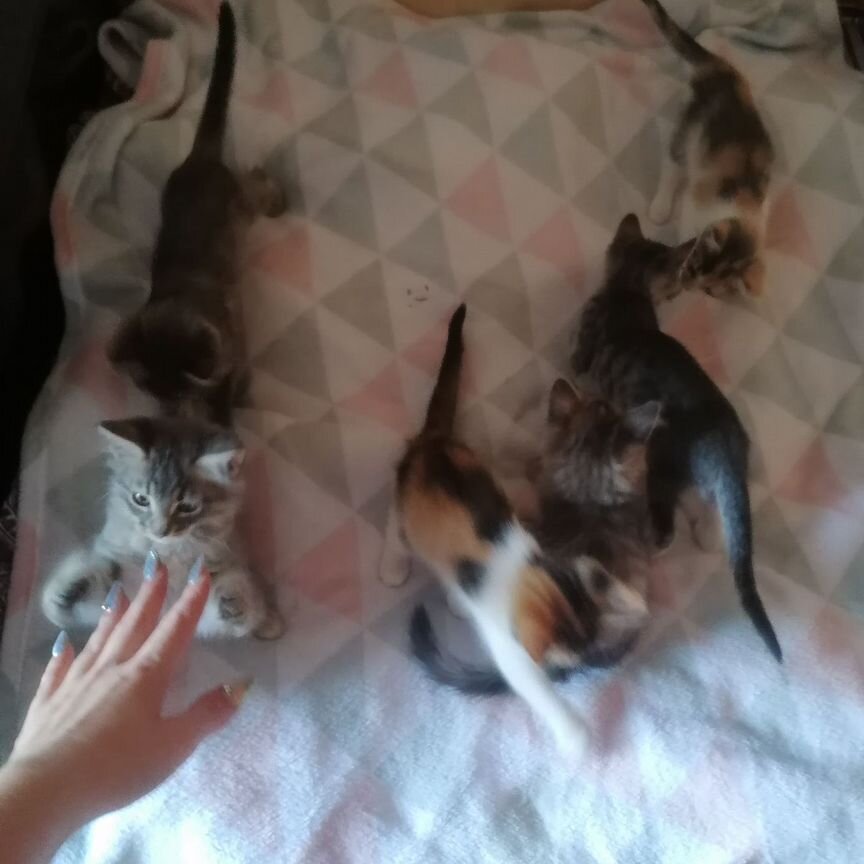 Котёнок