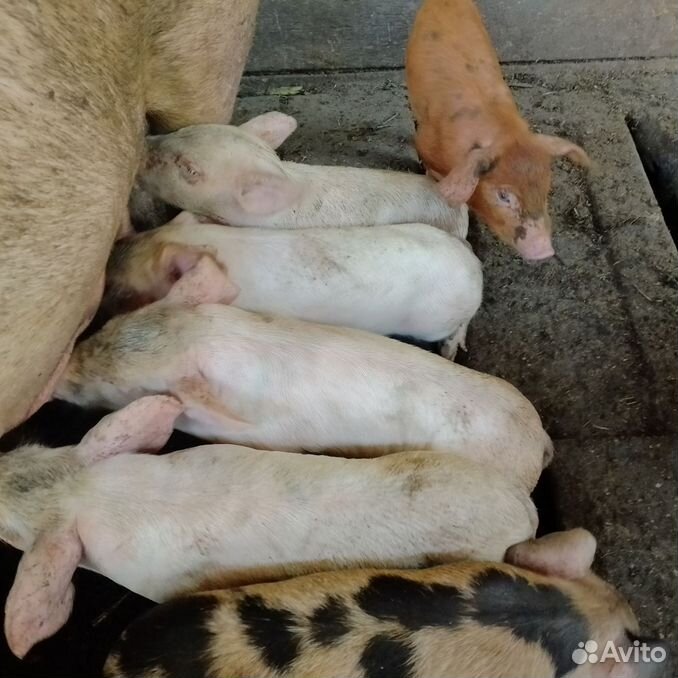 Поросенок ландрас