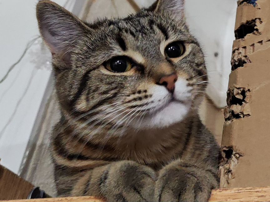 Кошка потерялась