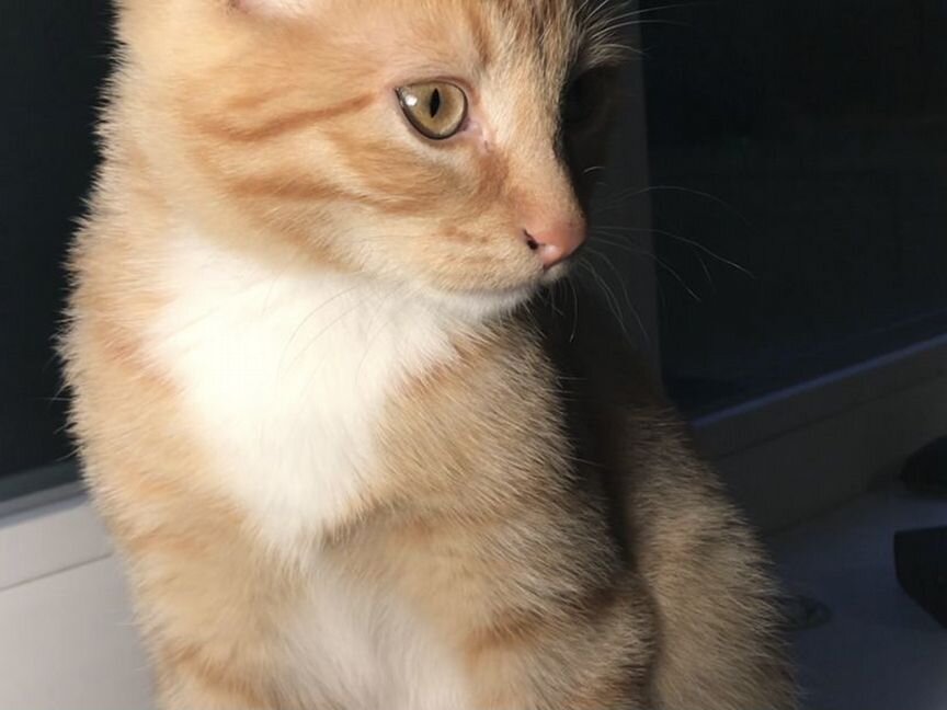 Рыжий котенок девочка