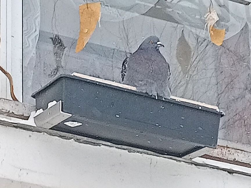 Толстый голубь