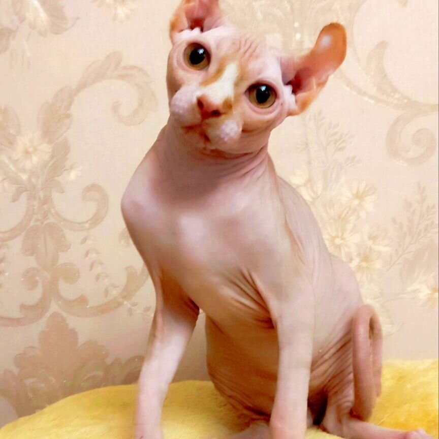 Мальчик Эльф